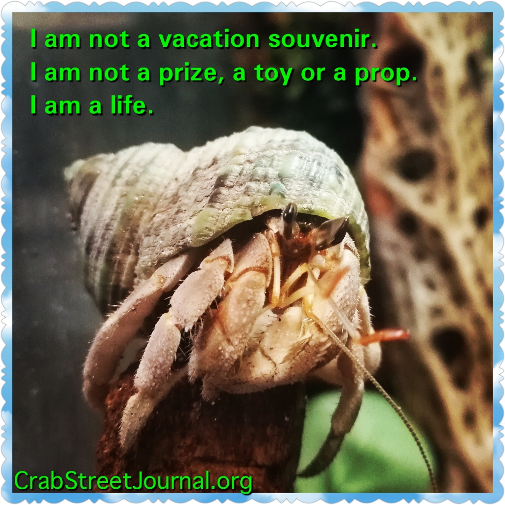 How To Breed Hermit Crabs Land Hermit Crab Captive Breeding Projects